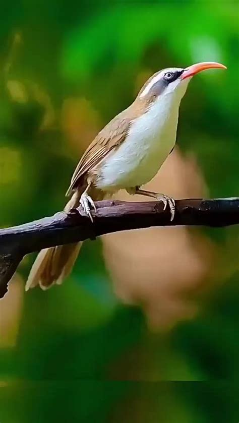 Red Billed Scimitar Babbler Album On Imgur