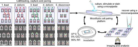Longitudinal Multiparameter Assay Of Lymphocyte Interactions From Onset