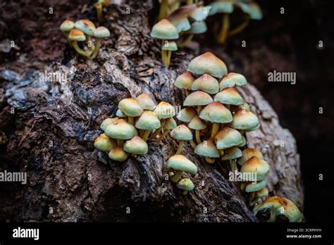 Fungi Flourish On A Decaying Tree Playing A Vital Role In
