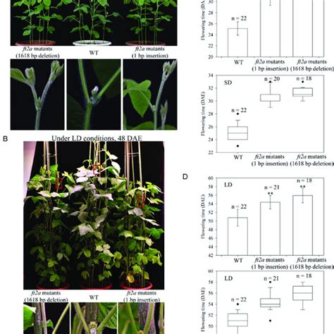Weiwei Yao Research Profile