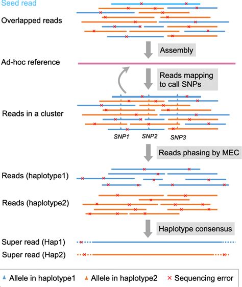 A Schematic Diagram For Read Phasing And Super Read Generation In A Download Scientific Diagram