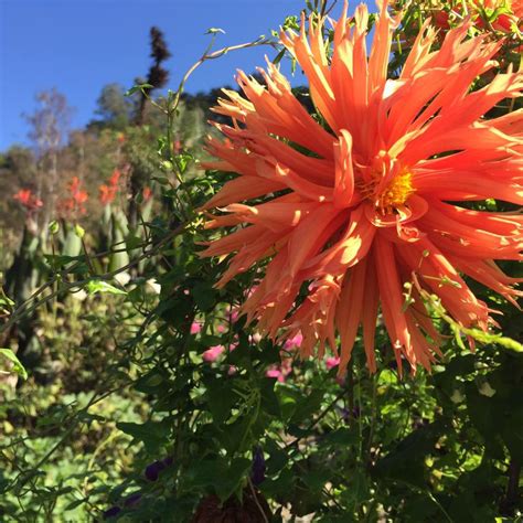 Lauren Applegate Phd