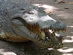 Krokodilok Wikipédia