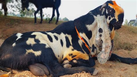 Rustam Bakra Famous Breeder Of Jagga Gujjar New Home Of Rustam