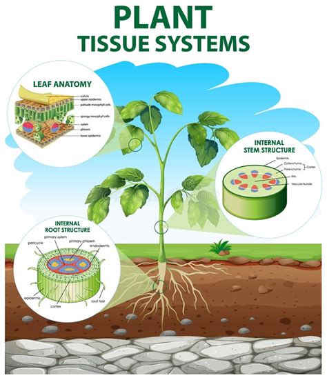 Plant Tissue Types Vector Illustration Labeled Educational Structure
