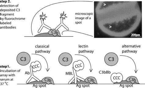 Schematic Illustration And Microscopic Image Of The C3 Deposition