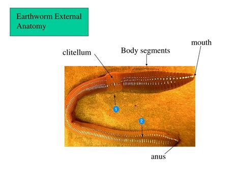 Mouth Cavity Function Earthworm At Barbara Dixon Blog