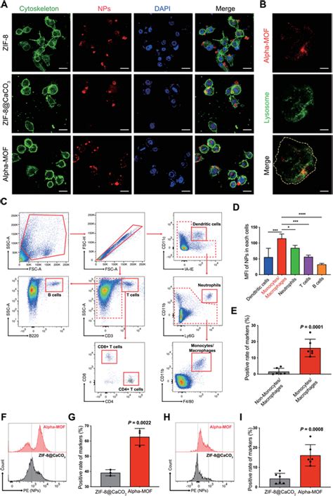 Alpha‐mof Has Monocytemacrophage Targeting Ability In Vitro And In