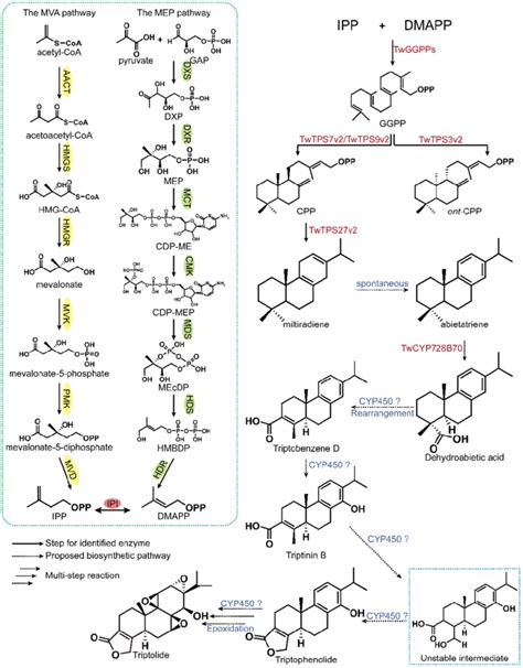 Analysis Of The Biosynthetic Pathway Of Triptolide The Green Dashed