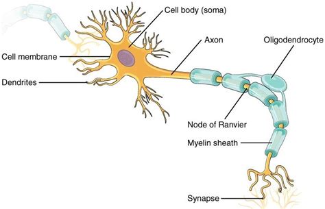 Fungsi Sinapsis Pada Sel Saraf Menghubungkan Pesan Dalam Sistem Saraf