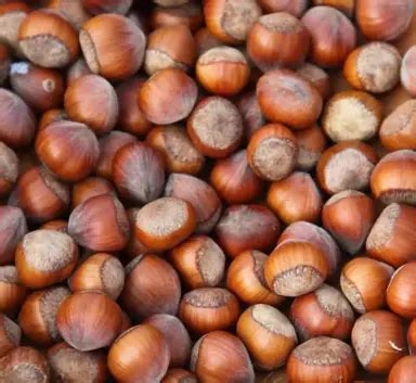 Buy Hazelnut Whiteheart Plants Free Shipping Over 150