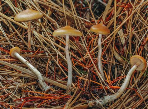 Psilocybe Cubensis And Other Types Of Magic Mushrooms You Should Know