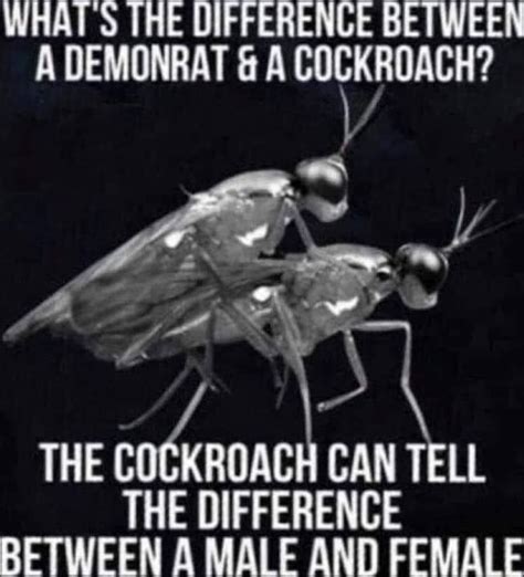 Whats The Difference Between A Demonrat And A Cockroach Retween A Male
