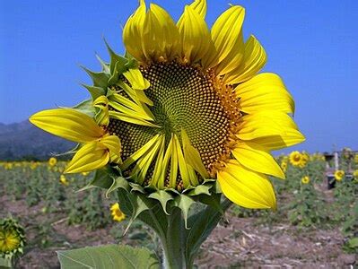 Helianthus Annuus Wikipedia La Enciclopedia Libre