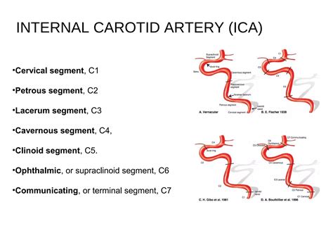 Blood Supply Of Brain Ppt