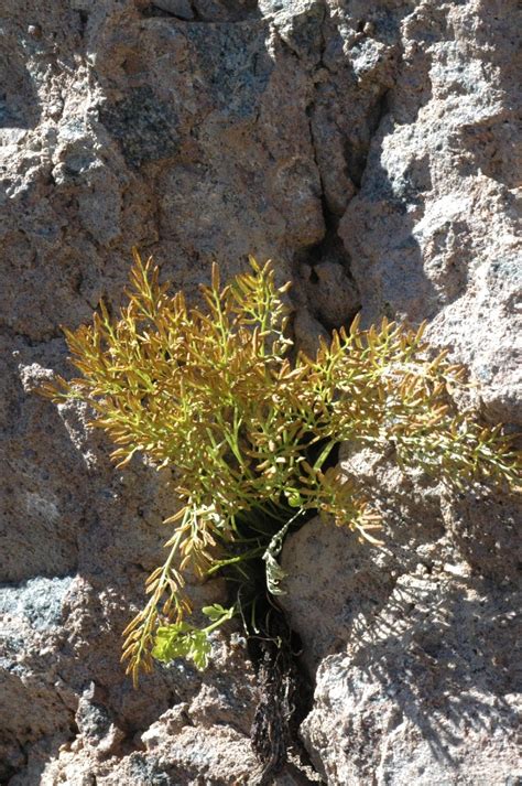 Cryptogramma Cascadensis Calflora