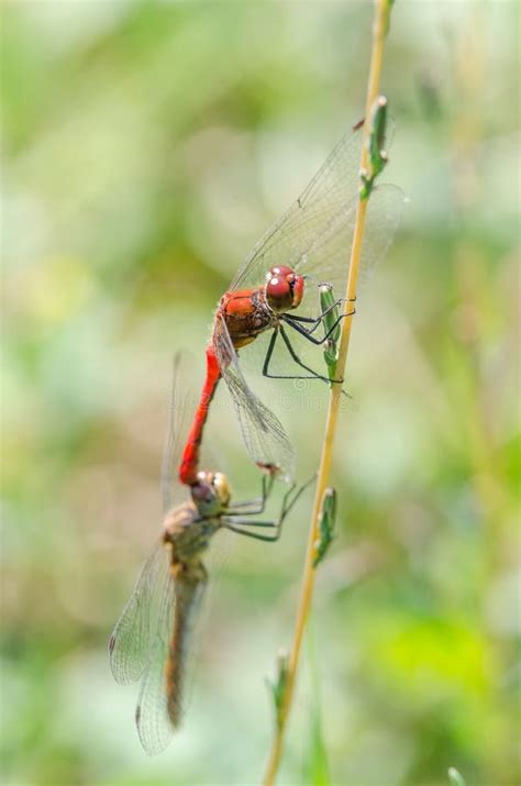 Deux Libellules Rouges Joignant En Vol Image Stock Image Du