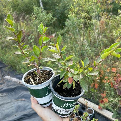 Hedge Cotoneaster Cotoneaster Lucidus Oak Summit Nursery