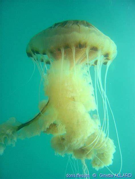 Chrysaora Hysoscella Doris