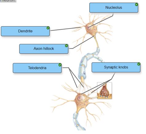 Biology 233 Quiz 1 Nervous Tissue Flashcards Quizlet