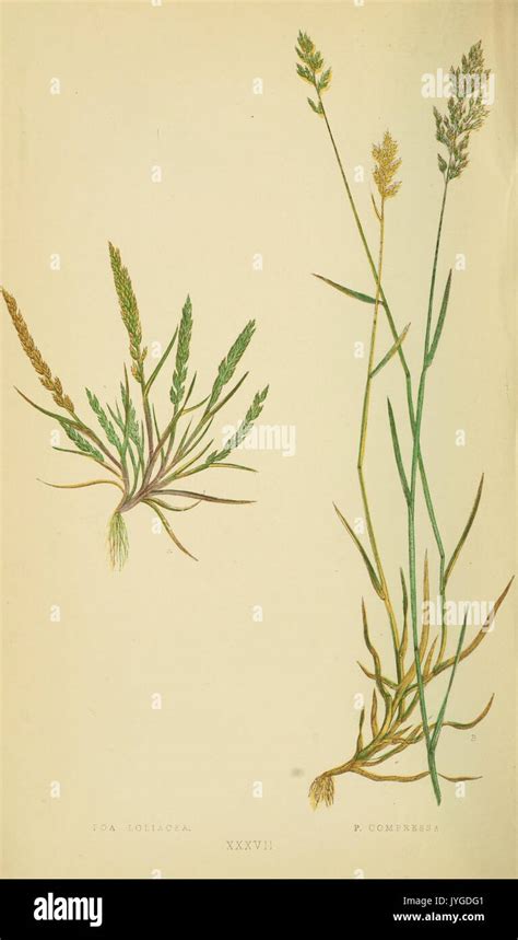 A Natural History Of British Grasses Plate Xxxvii 6869559321 Stock
