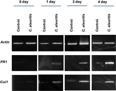 Phyton Free Full Text Elicitation Of Pvy Resistance By Coniothyrium
