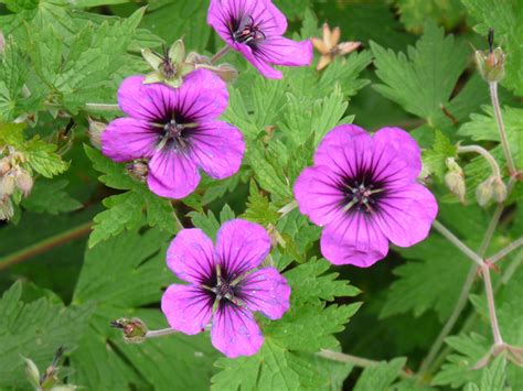 Geranium Anne Thomson Ooievaarsbek Bloemenpark Appeltern