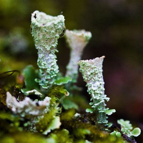 Pixie Cup Trees To Plant Lichen Moss Pixie