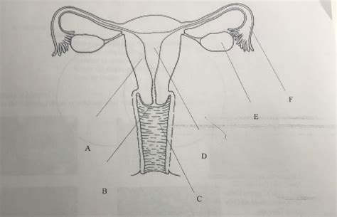 Reproduction Quiz Diagram Quizlet