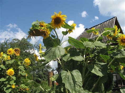 Group Of Blossoming Decorative Sunflowers Illuminated By The Sun In The