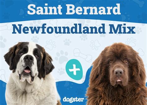 Saint Bernewfie St Bernard Newfoundland Mix Info Pictures Care