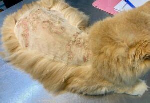 Haarausfall Bei Katzen Ursachen Diagnose And Behandlung