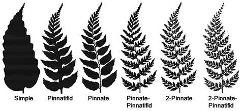 Fern Structure