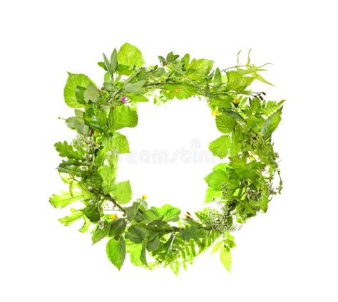 Forest Coronal Stock Image Image Of Crown Homoeopathy 14753613