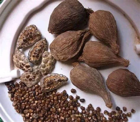 Ndigboo The Ancients How To Cleanse Yourself After Sex Using