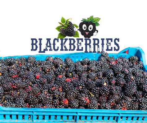Blackberries 6 Pints Miller Colony Produce