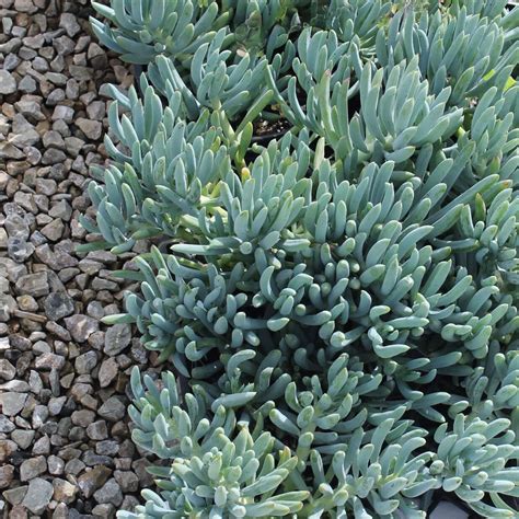 Senecio Serpens Blue Chalk Sticks Senecio Serpens Curio Repens