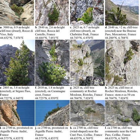 High Elevation Forest Trees