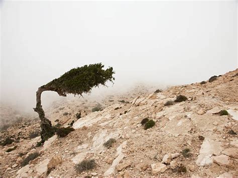 Dead Sea Mujib Biosphere Reserve Wadi Mujib Information Updated