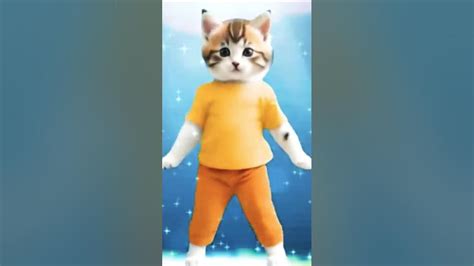 😼viral cat video 😼🐱🙀🤣🐈😻 cat shortsfeed shorts viralvideos reels