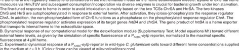 Regulatory Scheme And Dynamic Response Of The C Glutamicum Heme Download Scientific Diagram