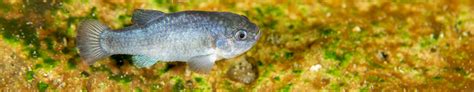 Devils Hole Pupfish