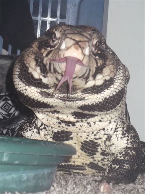 Midgard Tegu Chacoan Giant Tegu