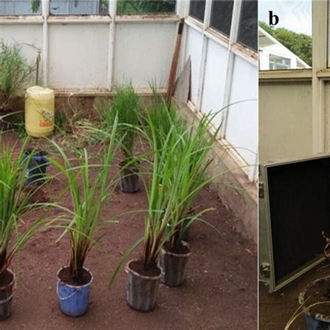 Plant Preparation A For Dynamic Headspace Sampling Of Volatile