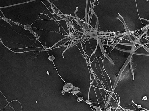 Spider Silk Sem Pictures Getty Images