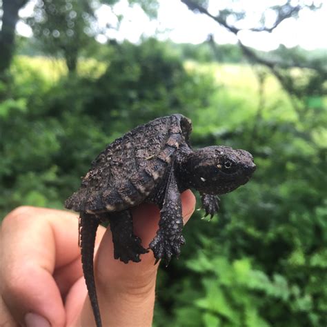 Wetlands Animals And Plants Nature Based Solutions Could Offset