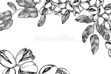 Pistachio Branch Border With Nuts And Leaves Vector Black And White