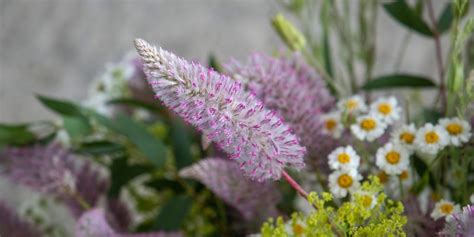 Matilda Ptilotus Product Featured On