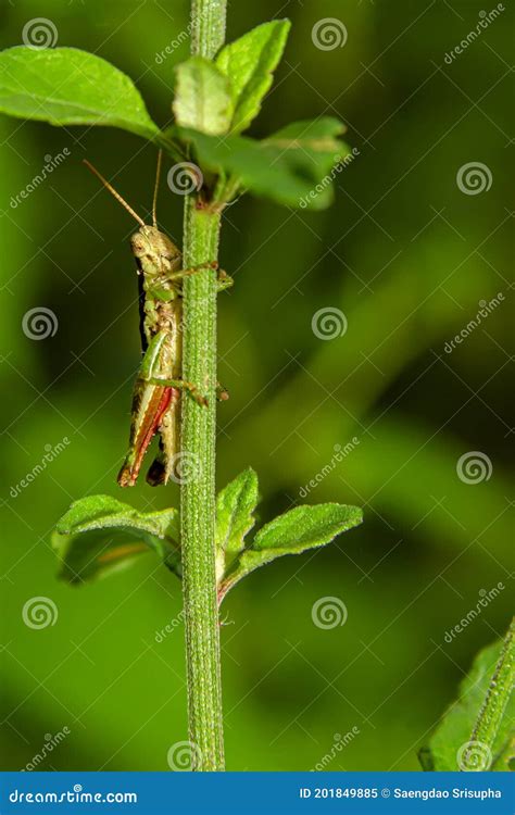 Grasshopper Hide Their Enemies Stock Image Image Of Macro