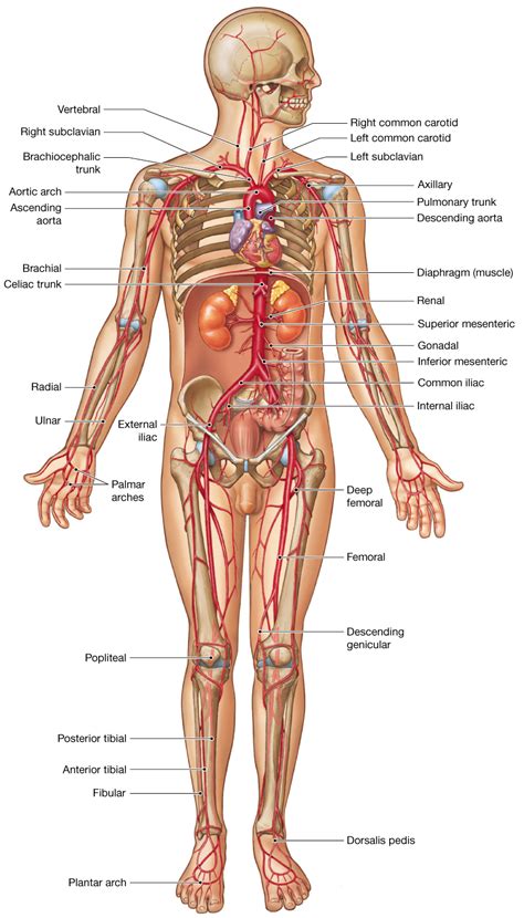 81 Human Body Diagrams Ideas To Save Today Anatomy And Physiology